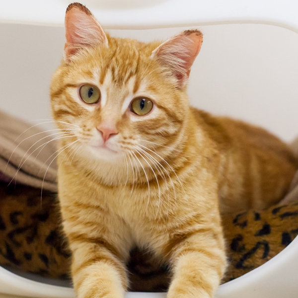 Cat Adoption in Raleigh - Cats & Kittens | SPCA Wake County
