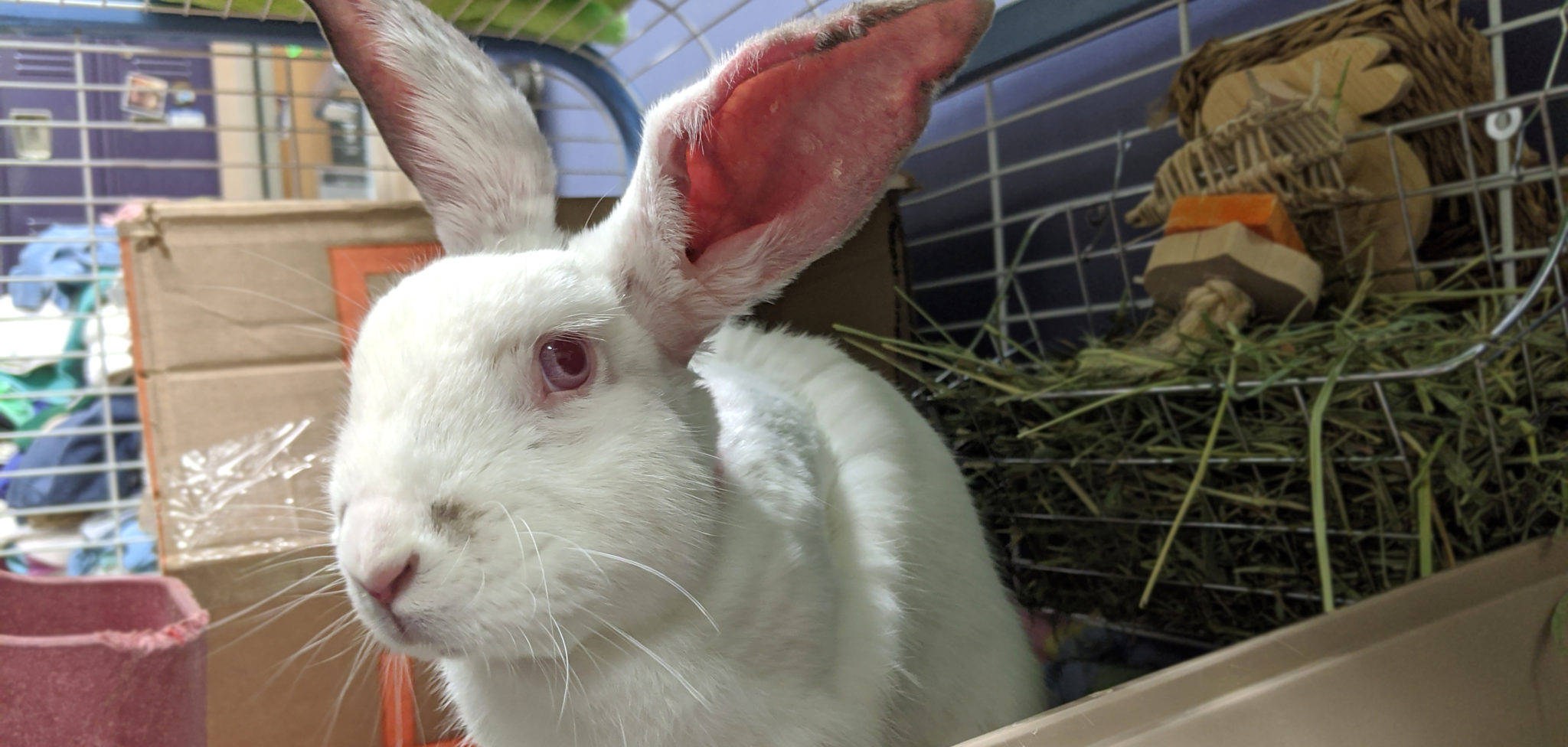 No Ordinary Rabbit Story - SPCA of Wake County