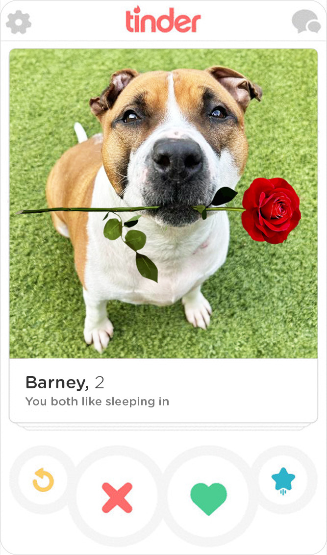 Dogs - SPCA of Wake County