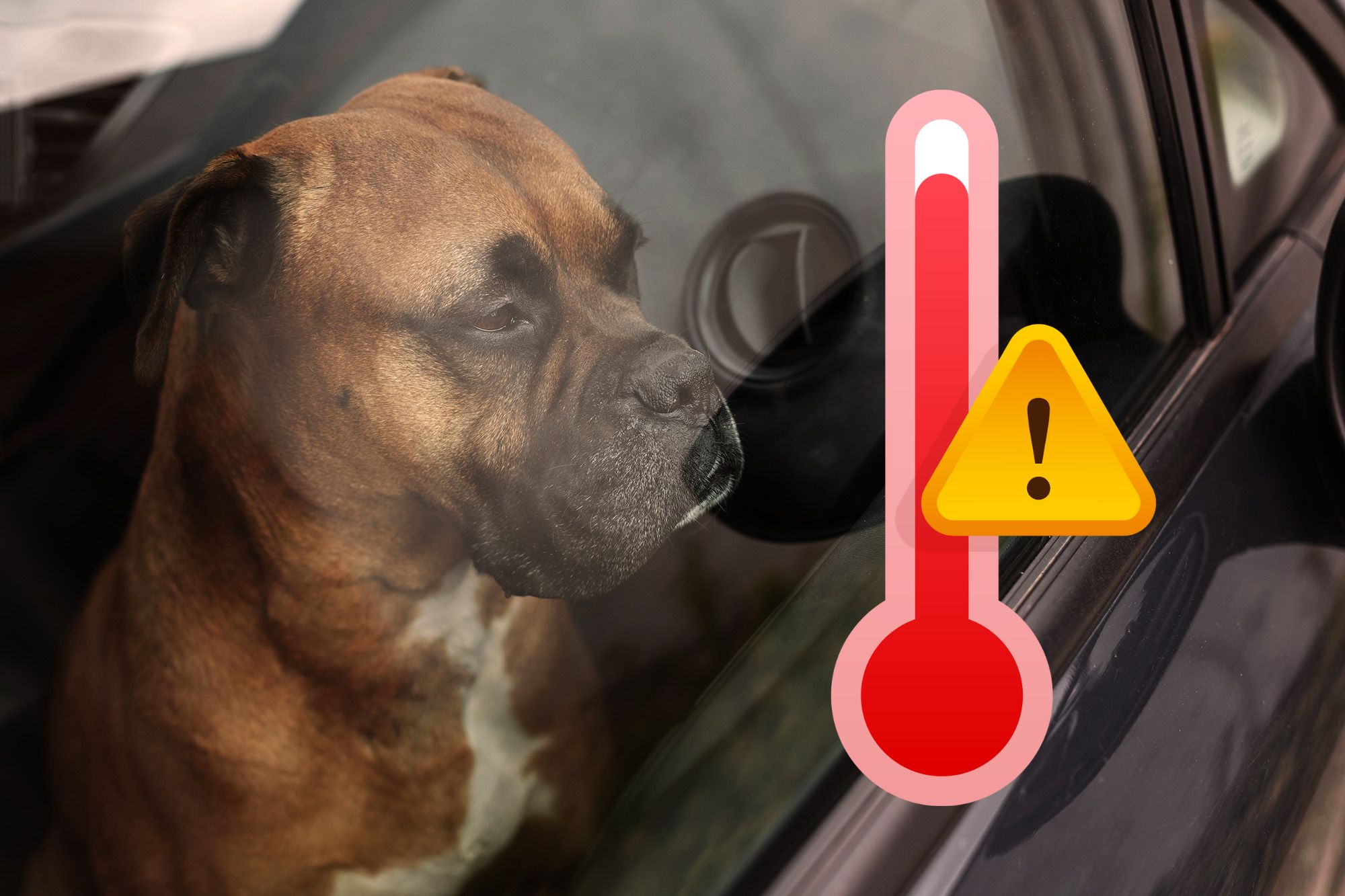 High Temp Pet Safety Alert ⚠️ - SPCA of Wake County