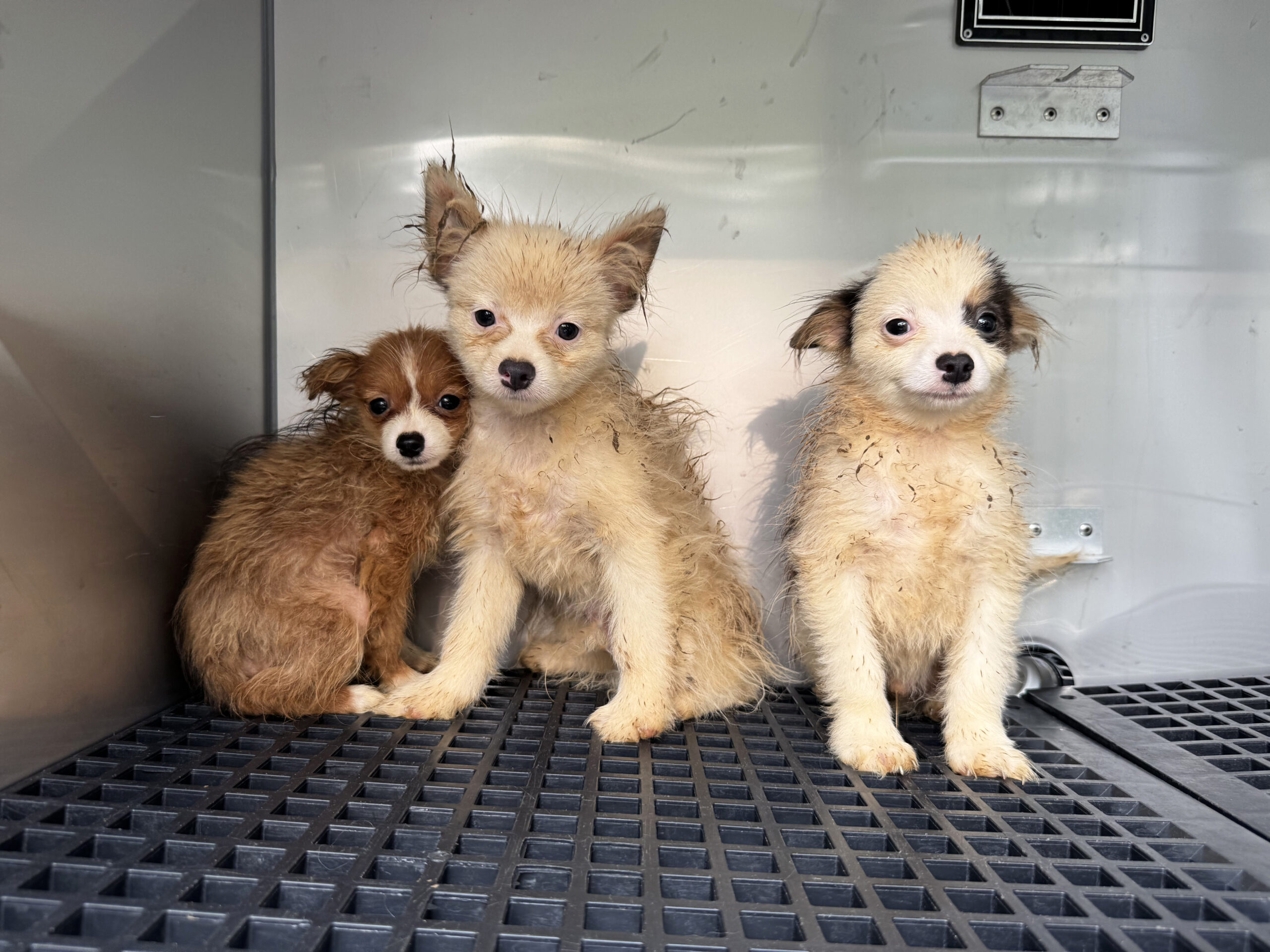 101 Dogs Rescued from Raleigh Puppy Mill - SPCA of Wake County